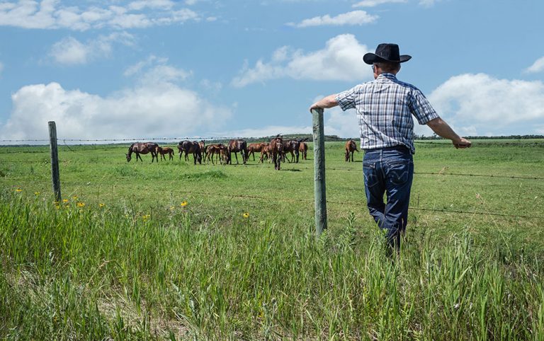 How To Run A Cattle Ranch | Useful Info & Tips For 2020